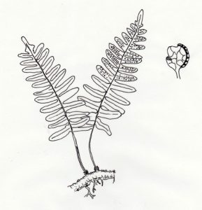 Köldugras – Polypodium vulgare – :: Ágúst H. Bjarnason