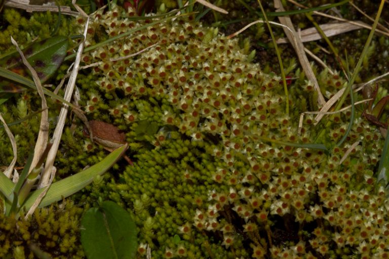 Philonotis – hnappmosar – :: Ágúst H. Bjarnason