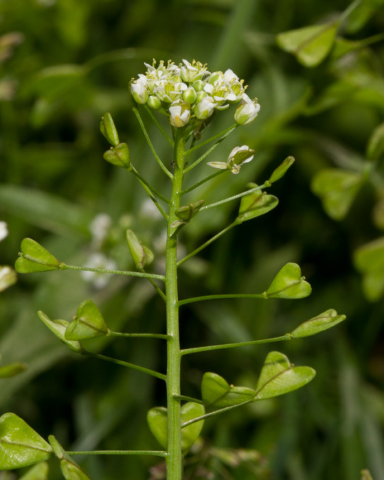 Hjartarfi - Capsella bursa-pastoris - :: Ágúst H. Bjarnason