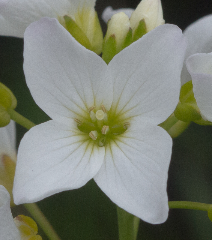 Klukkur – Cardamine – :: Ágúst H. Bjarnason