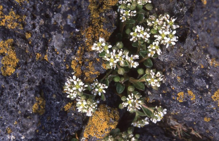 Skarfakál – Cochlearia – :: Ágúst H. Bjarnason