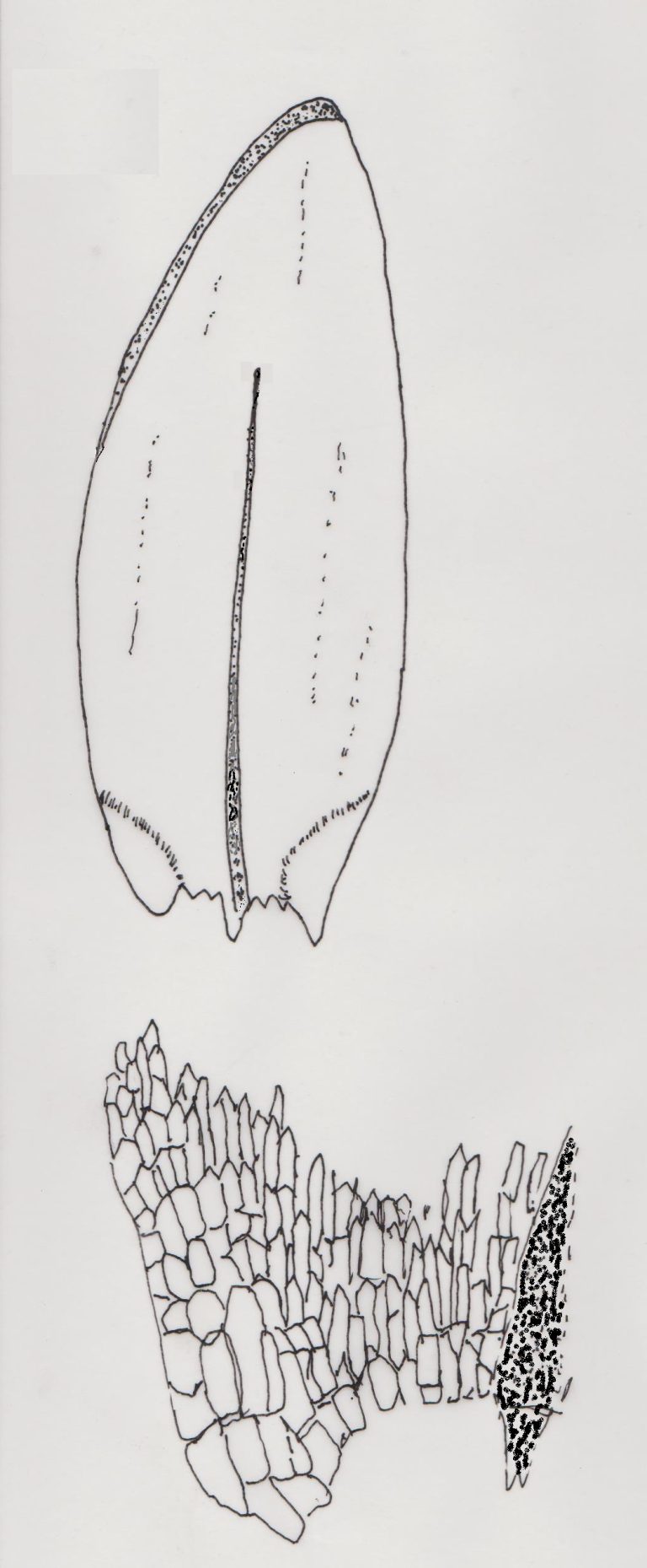 Straminergon – seilmosar – :: Ágúst H. Bjarnason