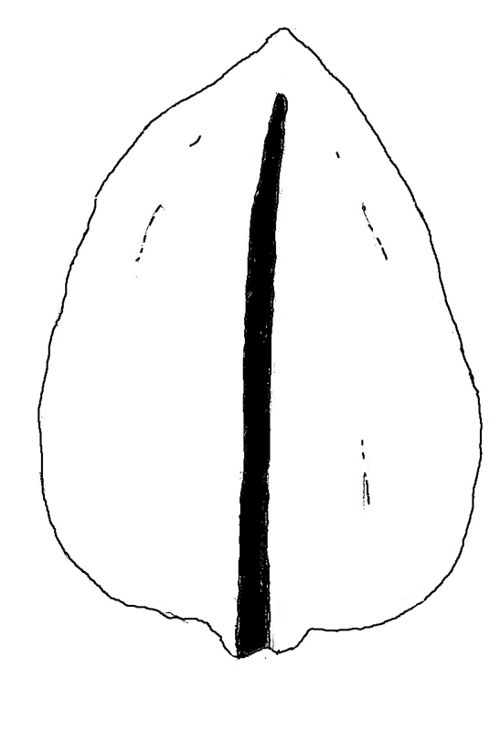 Anomobryum – bjartmosar - :: Ágúst H. Bjarnason